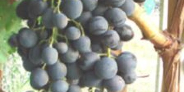 Dolomit Fruits Plants Plants | distance selling of plants